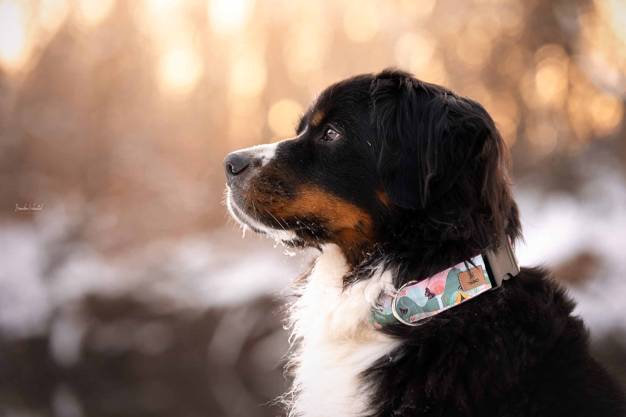 TIMIKODOGWEAR – timiko